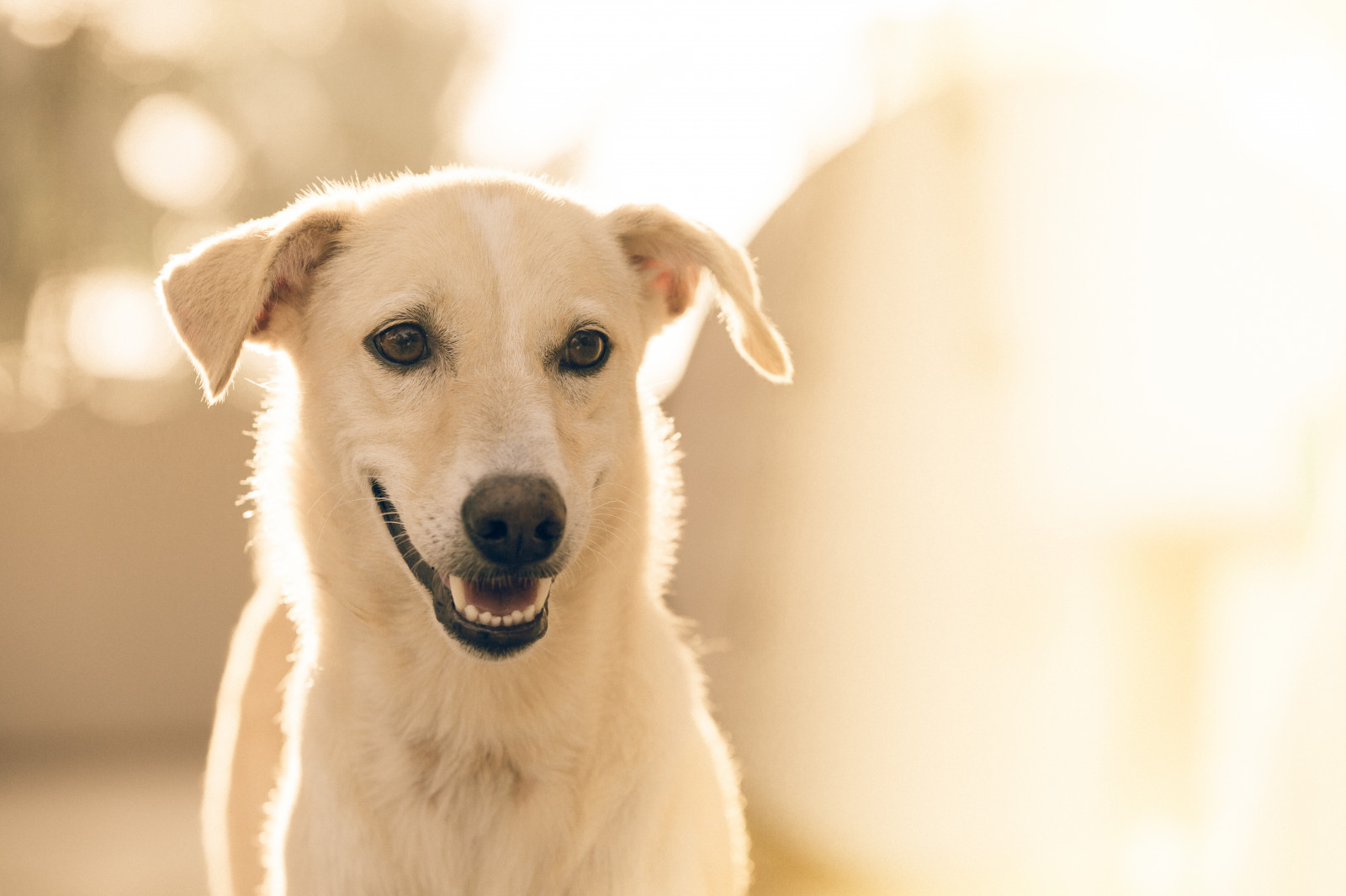 Wallpaper : anjing, moncong, putih 5760x3840 - wallup - 1189515 - HD ...