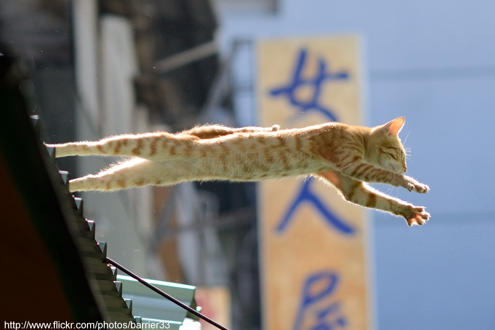 Wallpaper : cat, Kat, chat, Taiwan, gato, katze, gatto, kot, barrier33 ...