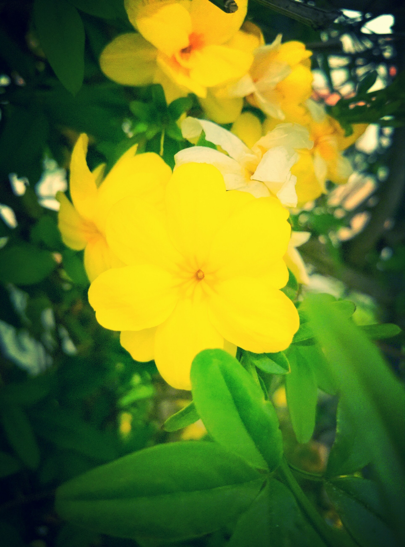 Bakgrundsbilder : solljus, blommor, natur, grön, gul, blad, flora ...