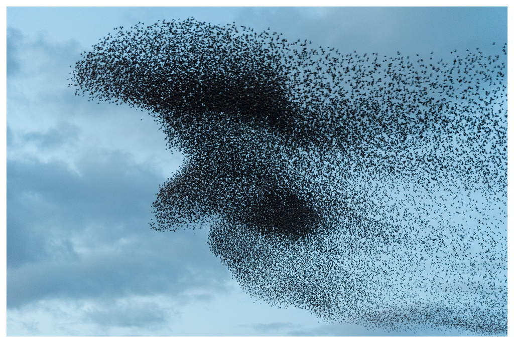 Wallpaper : bird, starling, copyrightlindseybowes, murmuration 1024x684 ...