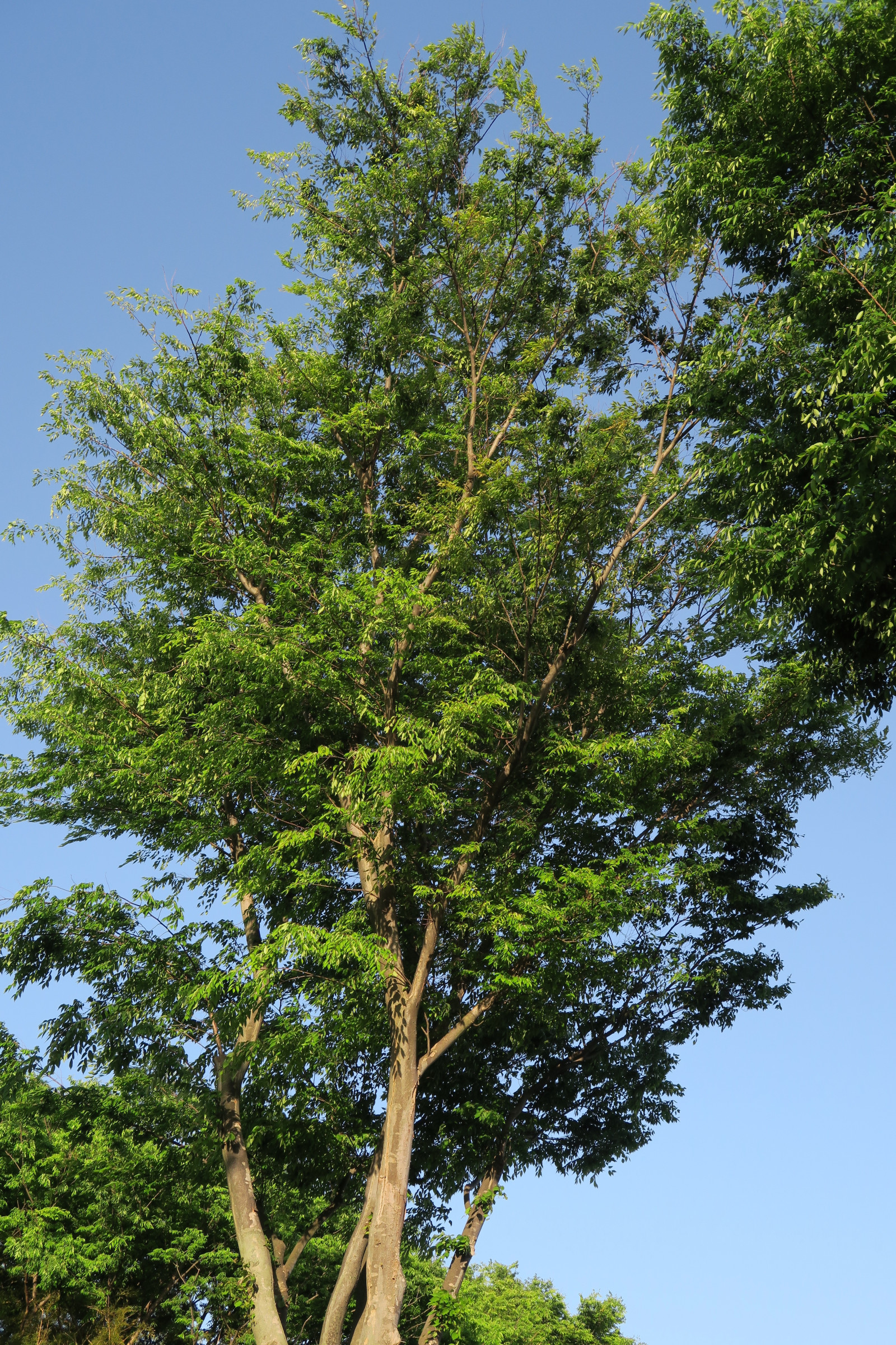 Imagini de fundal : ramură, Canon, molid, brad, Tokyo, conifer, vesnic ...