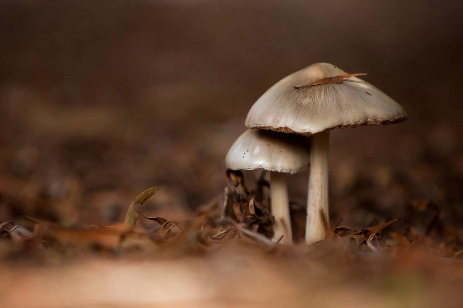 Fondos de pantalla : parque, dos, marrón, macro, seta, par, palacio ...