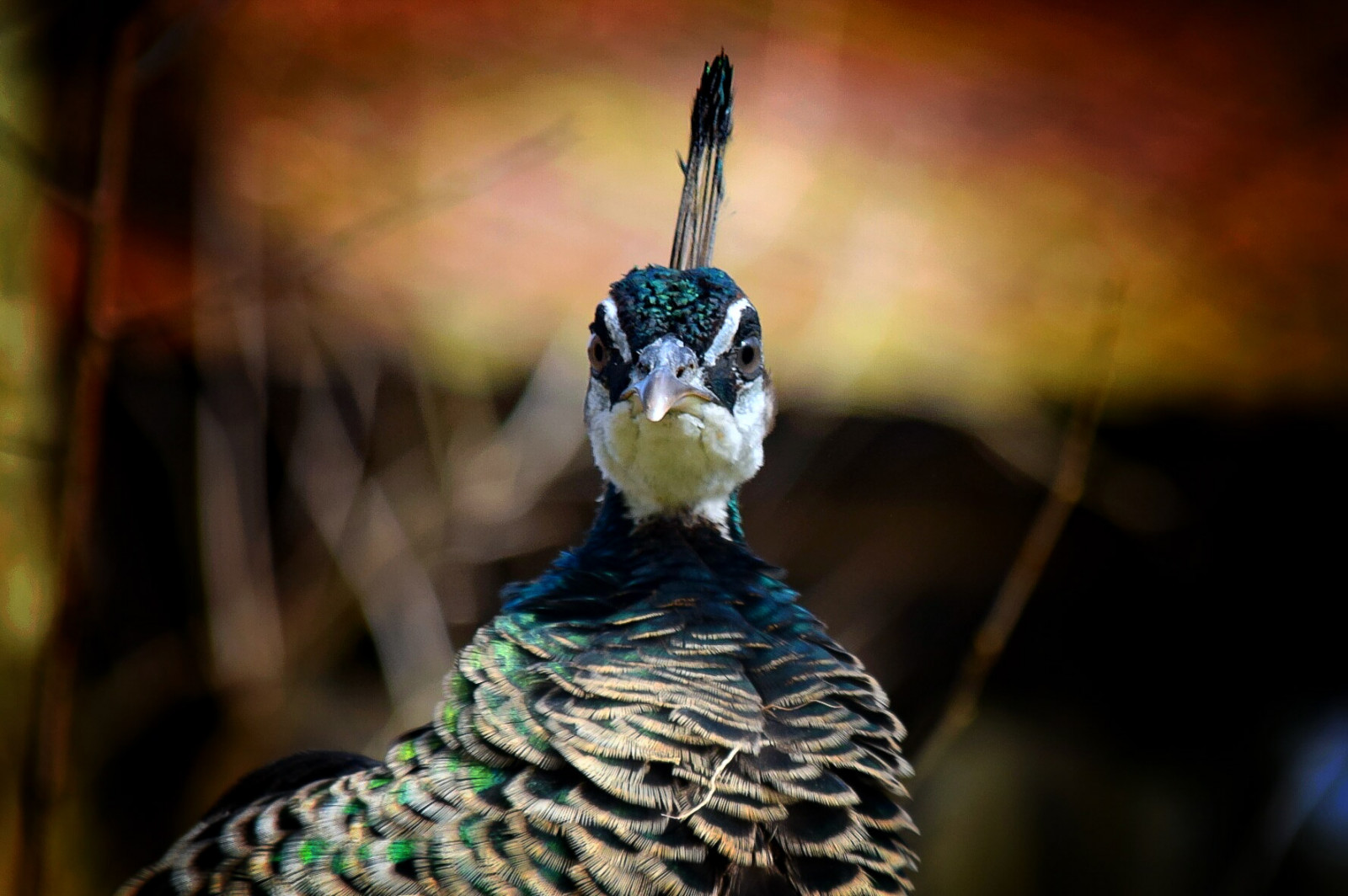Wallpaper : face, birds, animals, portrait, eyes, photography, closeup ...