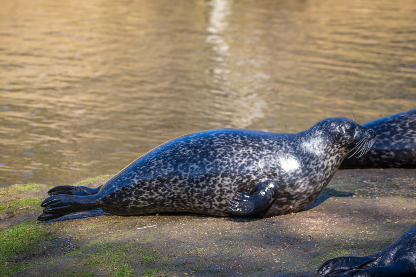 Wallpaper : wildlife, Zoo, beak, seals, animal, bird, djur, djurpark ...