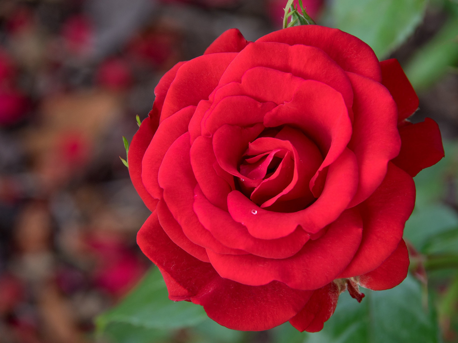 Fond d'écran : Fleurs rouges, fleurs, Rose, les plantes 2048x1536 ...