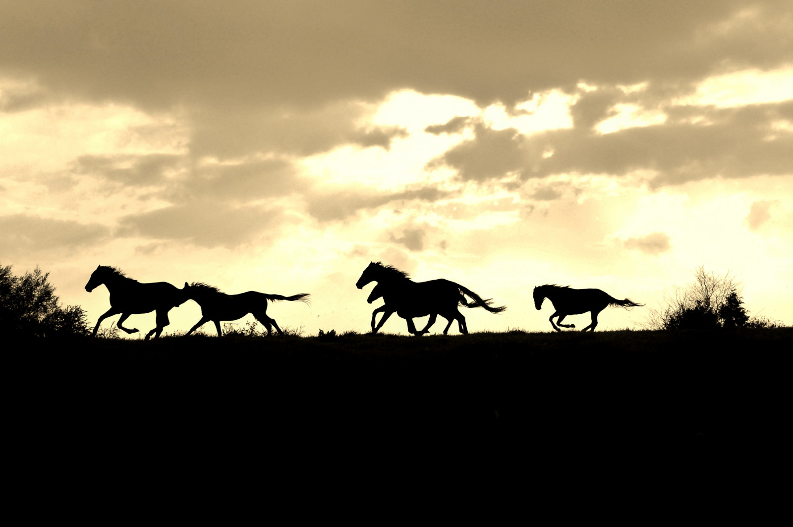 Wallpaper : sunlight, landscape, sunset, grass, sky, silhouette ...