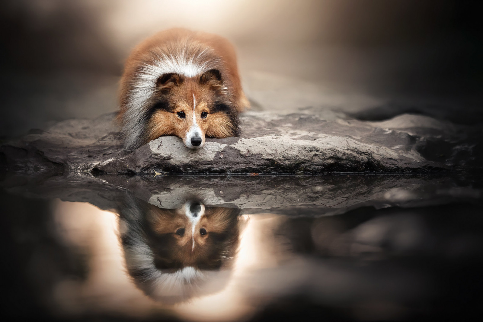 Wallpaper : dog, outdoors, water, reflection, animals, mammals ...