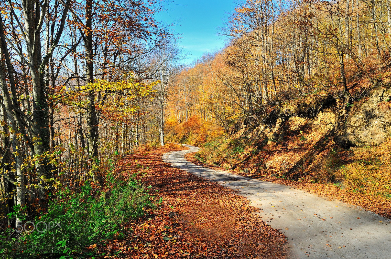 Obrázky na plochu : krajina, les, príroda, dopoludnia, divokosť, strom ...