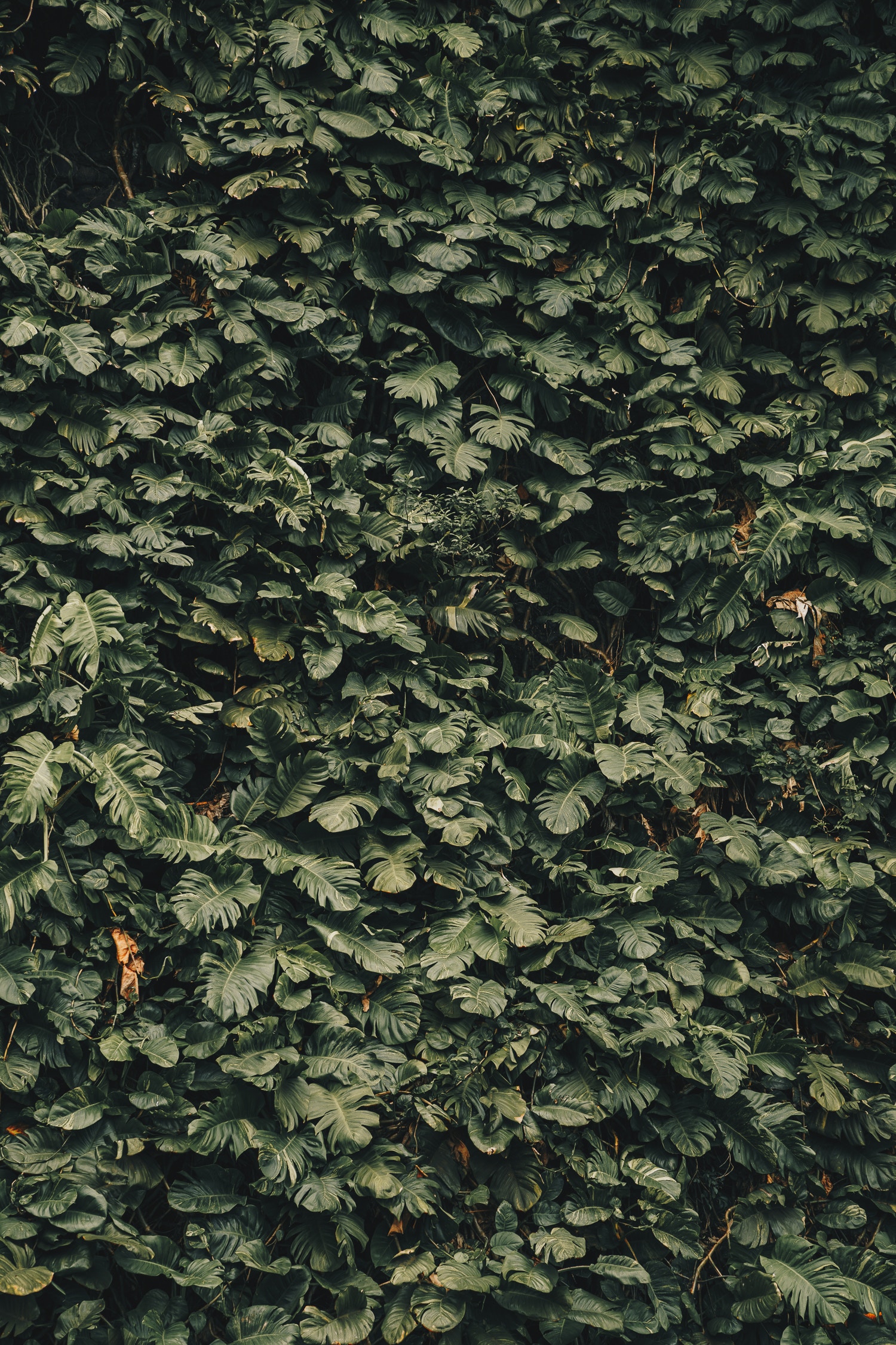 Wallpaper : Daun-daun, tanaman, hijau 1500x2250 - CoolWallpapers ...