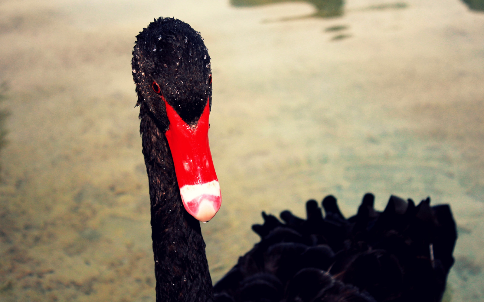 Wallpaper : black, red, swan, emotion, beak, color, hand, close up ...