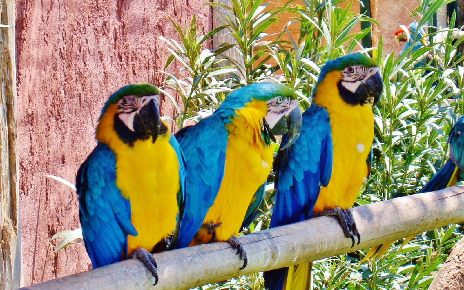 Wallpaper : birds, animals, parrot, beak, bird, feather, macaw, fauna ...