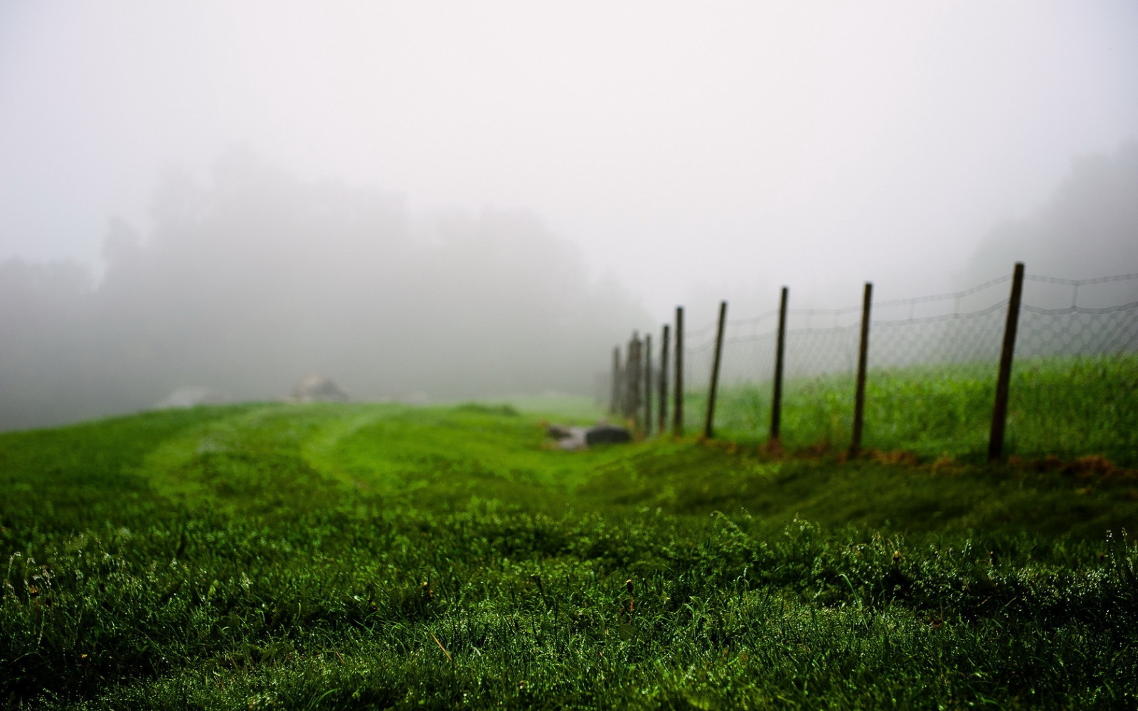 Wallpaper : grass, green, summer, fog, fence, morning 1680x1050 ...