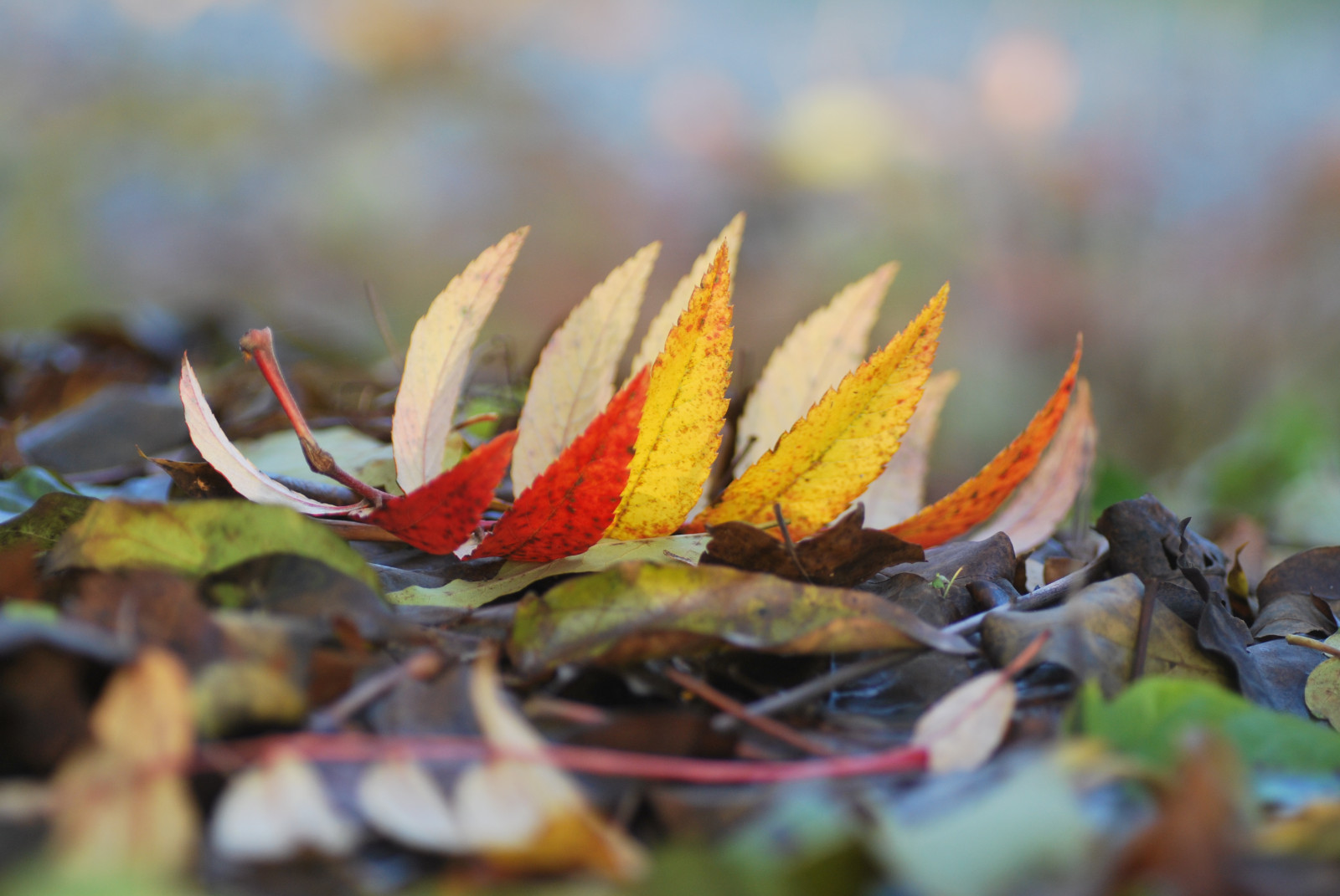 Macro Leaf Bokeh Fall