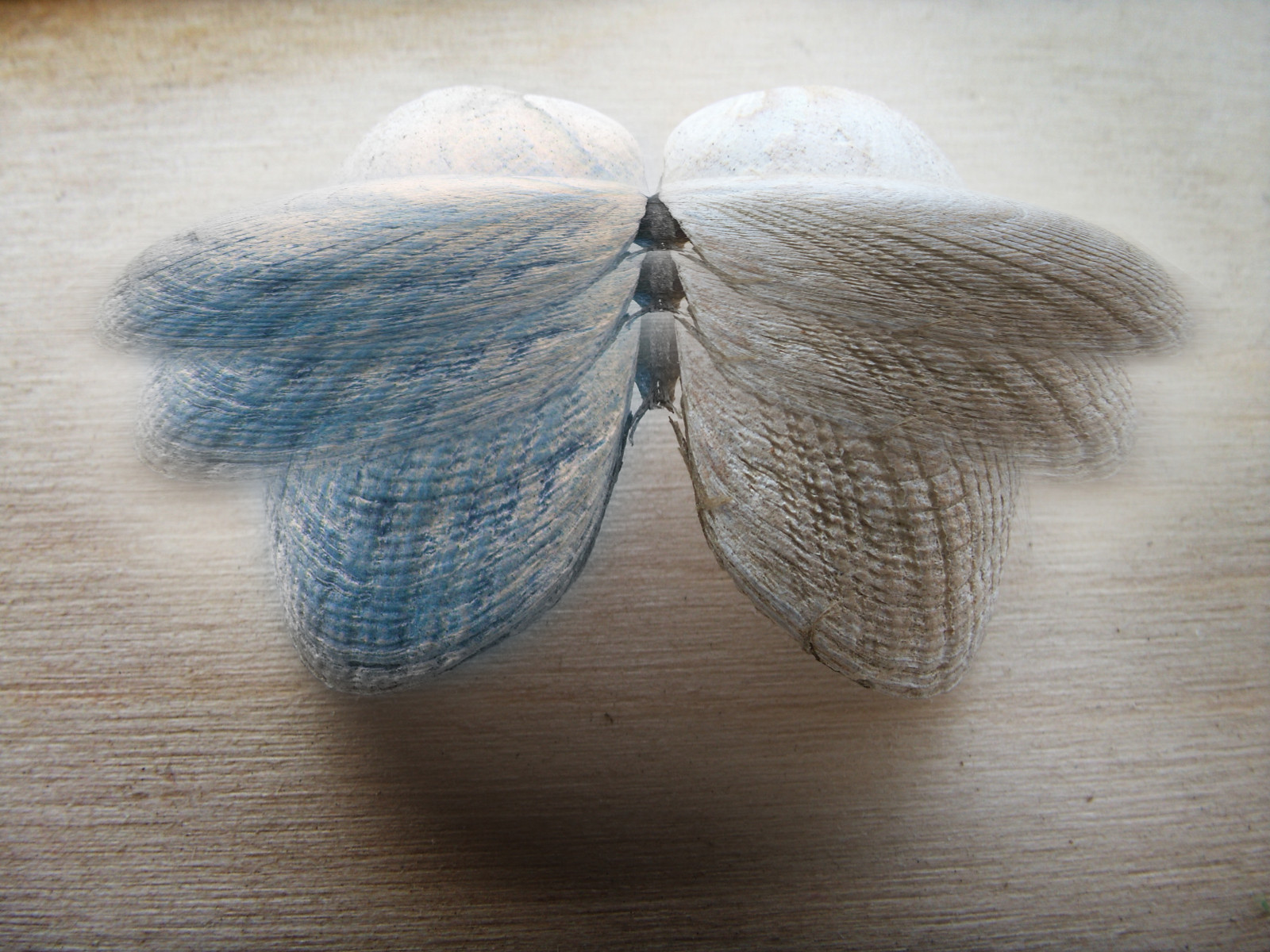 Wallpaper : wood, blue, sky, texture, butterfly, Fly, shell ...