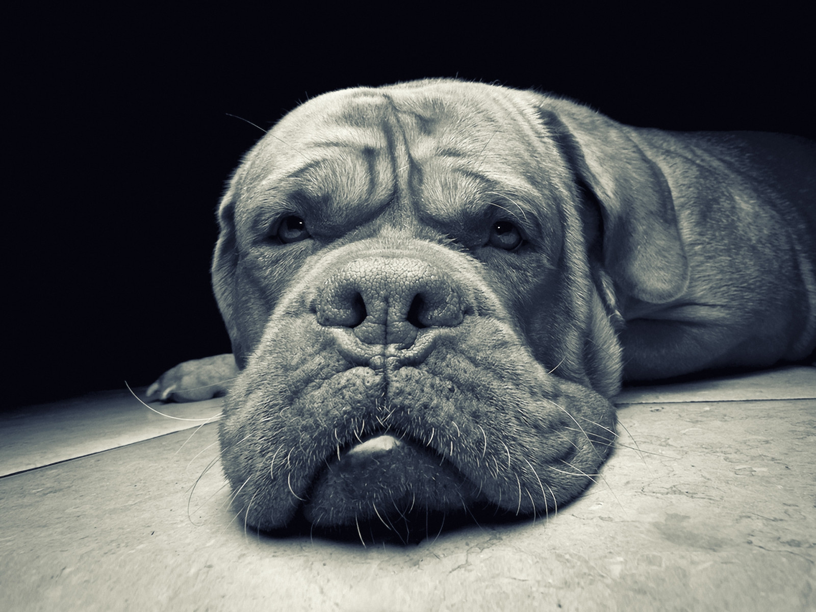 Wallpaper : moncong, anjing, marah, agresi, hitam dan putih 1920x1440 ...