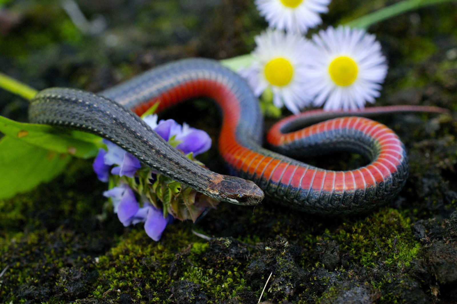 Hình nền : động vật, con rắn, Động vật hoang dã, Con rắn, Kingsnake, Bò ...