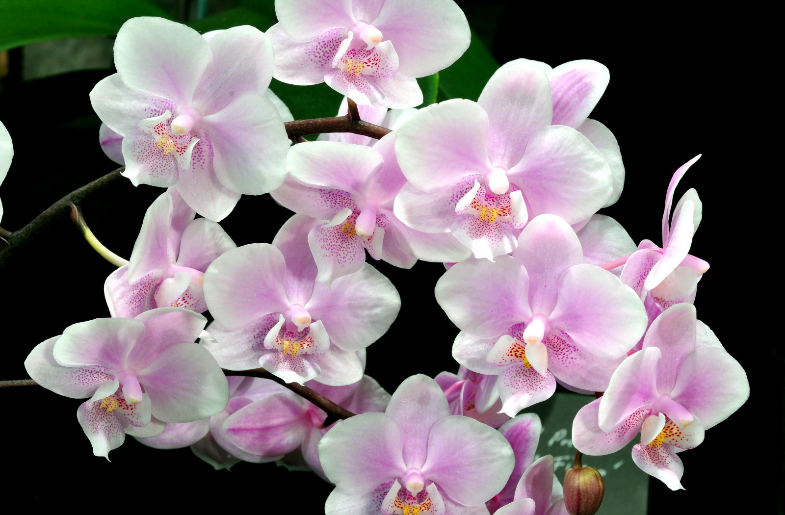 Wallpaper : anggrek, bunga, ranting, latar belakang hitam 3200x2100 ...