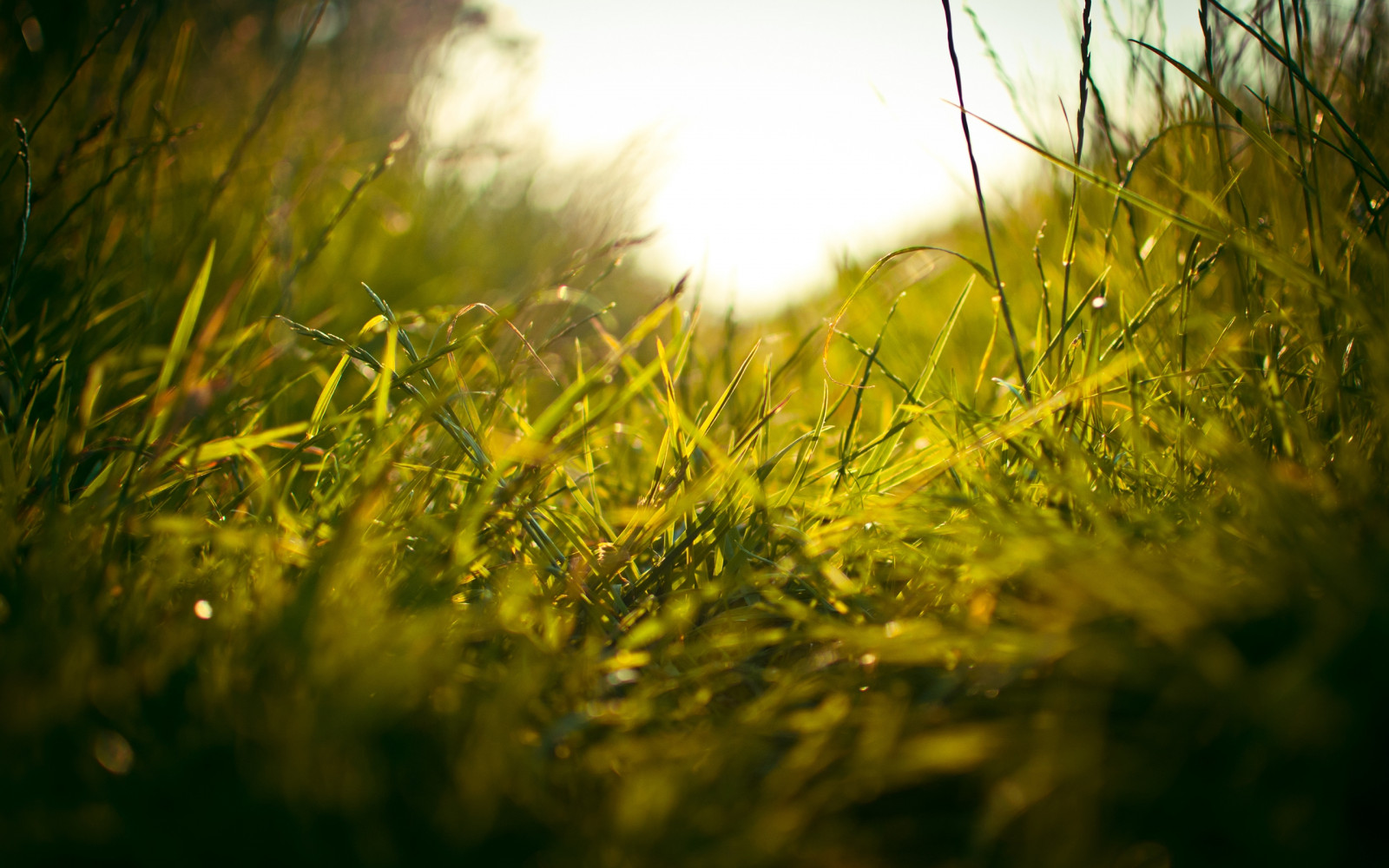 Wallpaper Grass Shade Beam 2560x1600 Wallpaperup 673622 Hd Wallpapers Wallhere