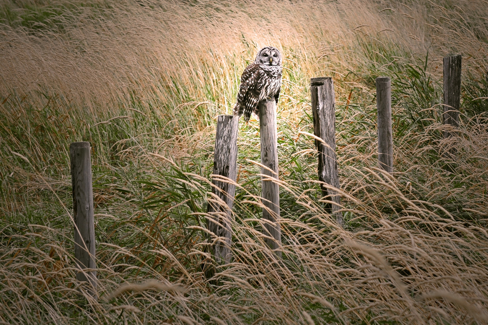 Wallpaper : landscape, nature, field, photography, wood, wildlife, farm ...