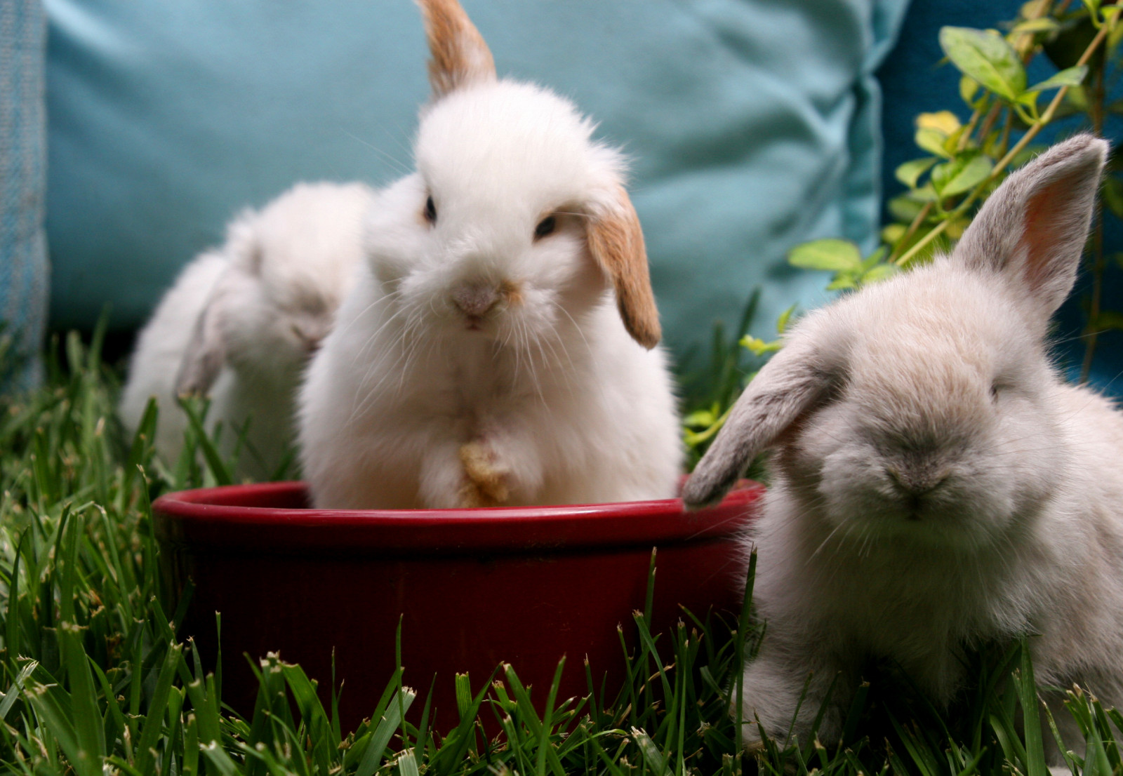 Wallpaper : Pets, cute, bunnies, nature, animals, furry, backyard ...