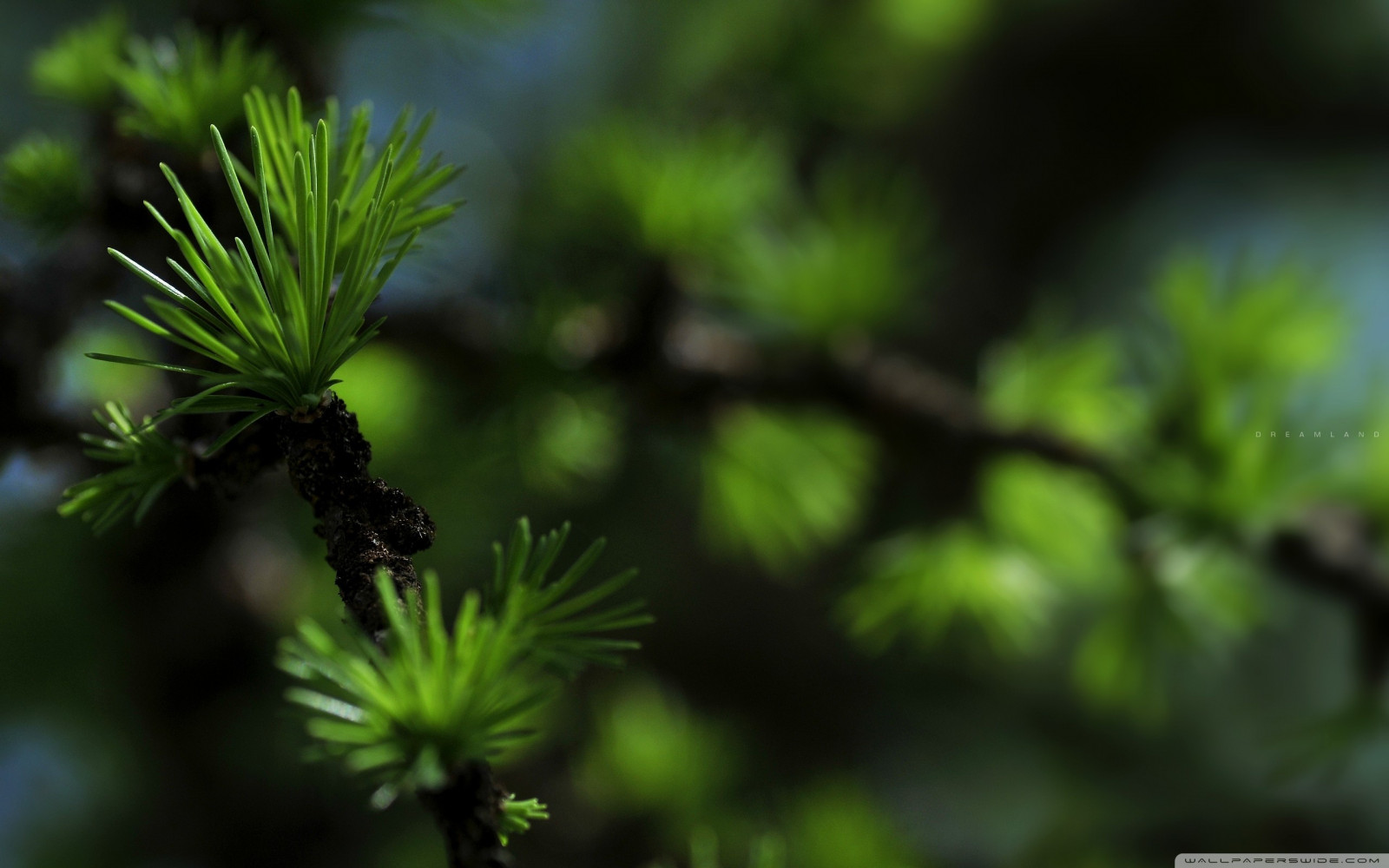 Wallpaper : forest, depth of field, nature, plants, branch, green, tree ...