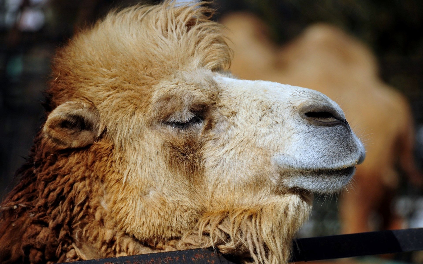 Wallpaper : camel, head, hair 1920x1200 - 4kWallpaper - 1061761 - HD ...