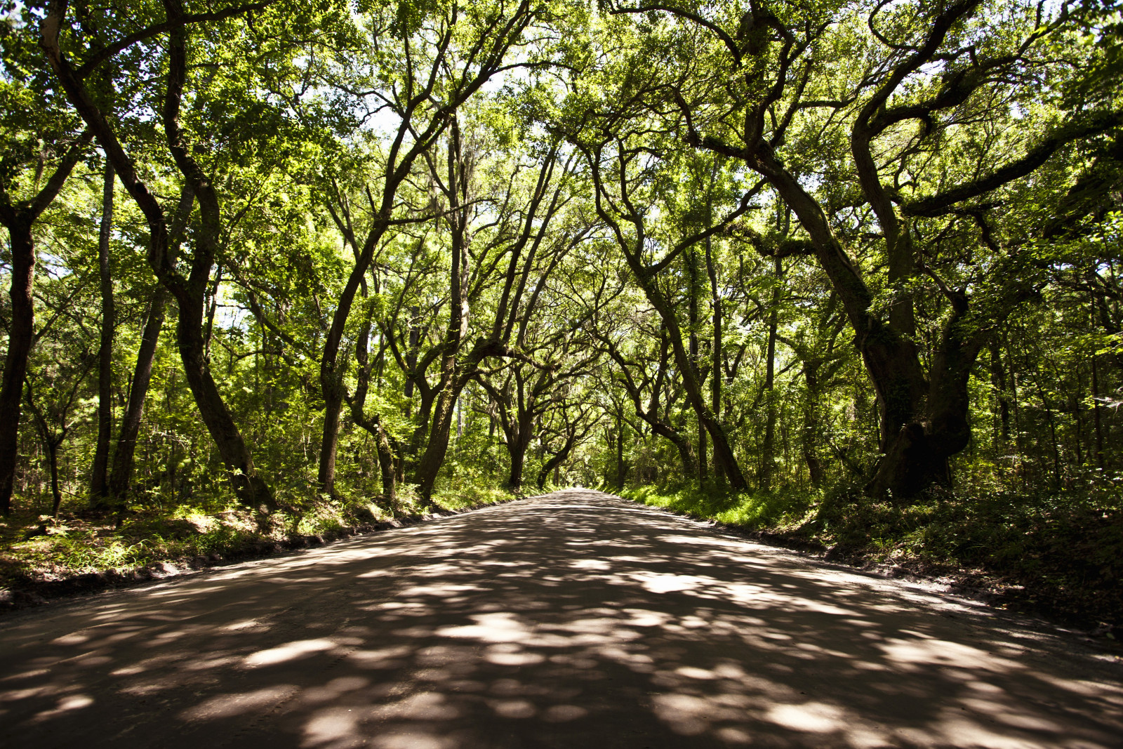 Wallpaper Sunlight Trees Forest Street Nature Grass Park