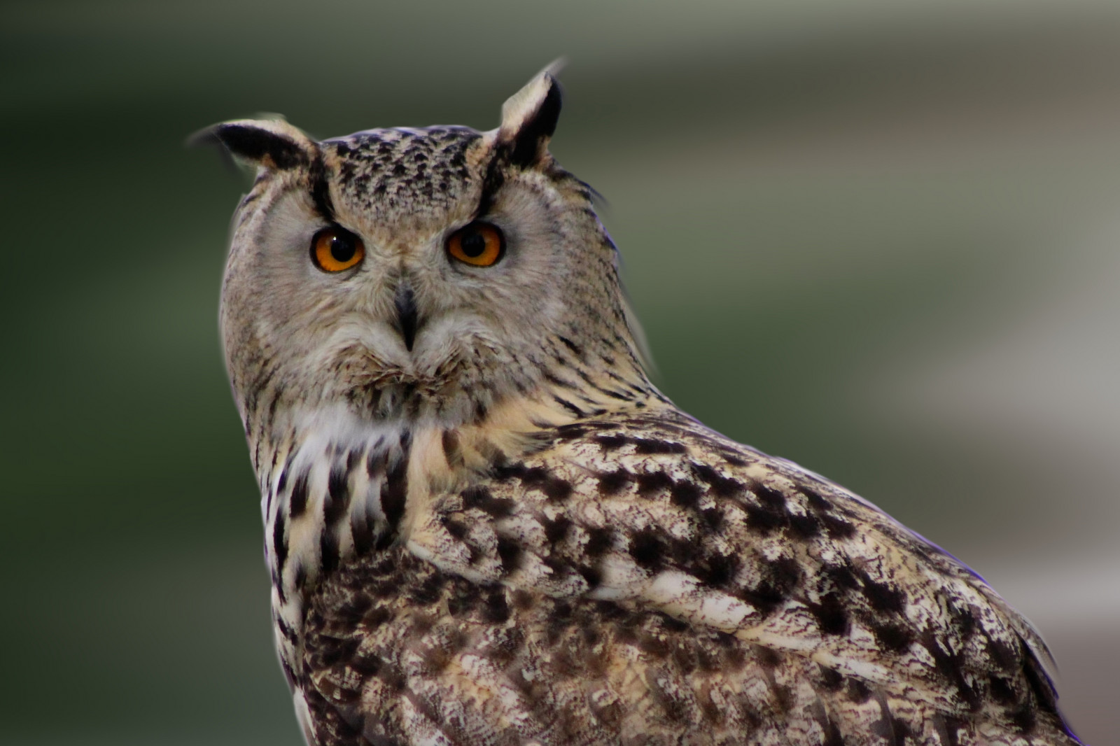 Wallpaper : owl, bird, predator 4272x2848 - wallhaven - 988850 - HD ...