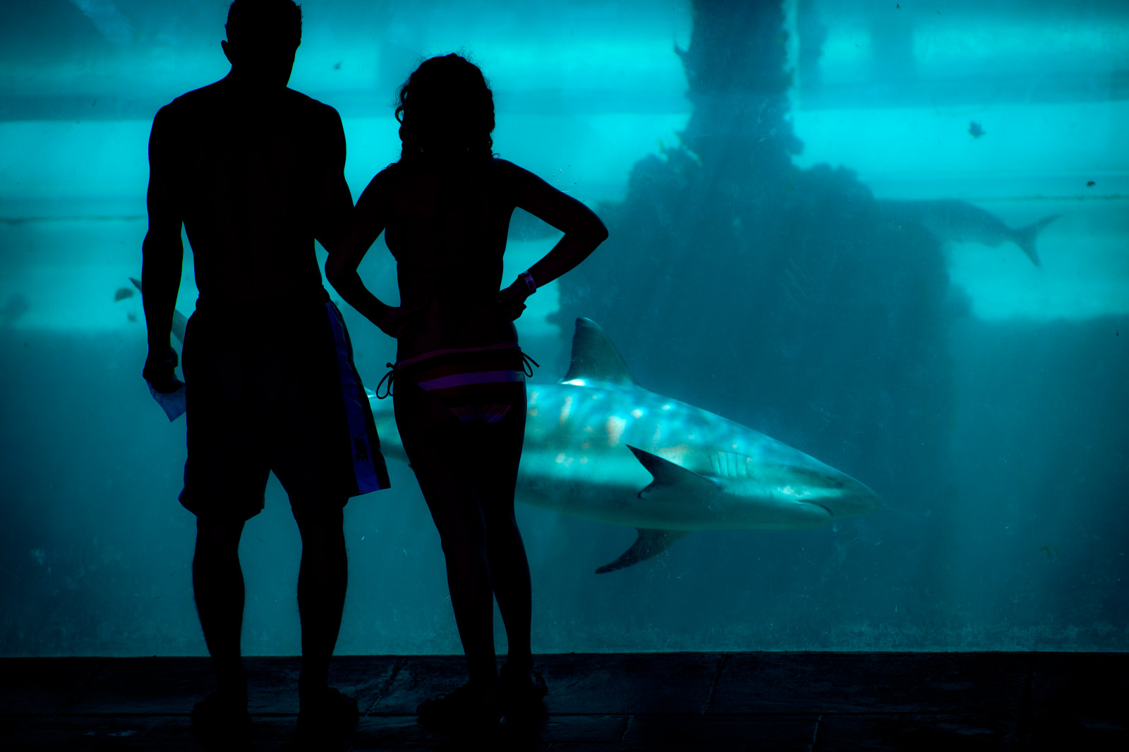 Sfondi : pesce, silhouette, squalo, 10, fav20, Atlantis, isola ...