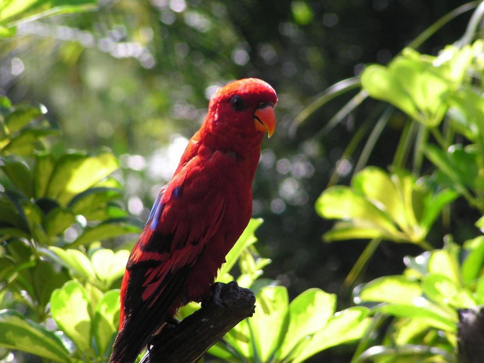Wallpaper : 1678x1259 px, 33, bird, lory, parrot, tropical 1678x1259 ...