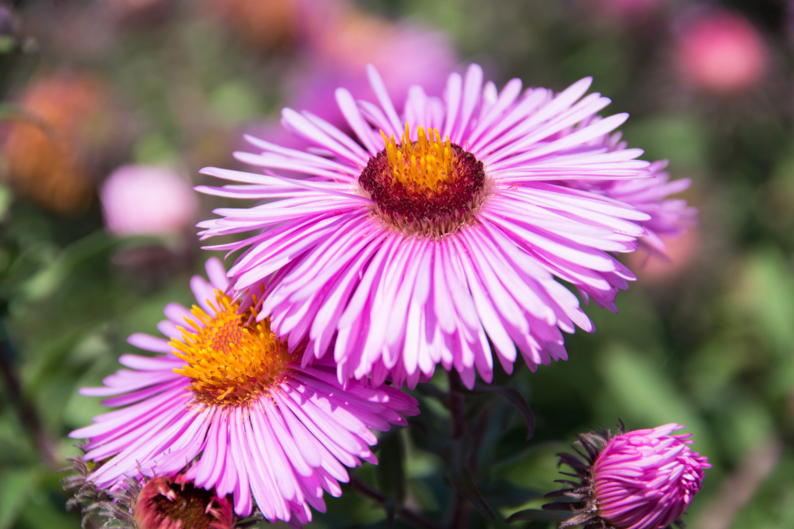 Bakgrundsbilder : natur, Sverige, utomhus-, flora, sk nel n, se, lund ...