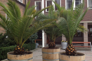 Bakgrundsbilder : trädgård, träd, trelleborg, palmer, palmthrees, mark ...