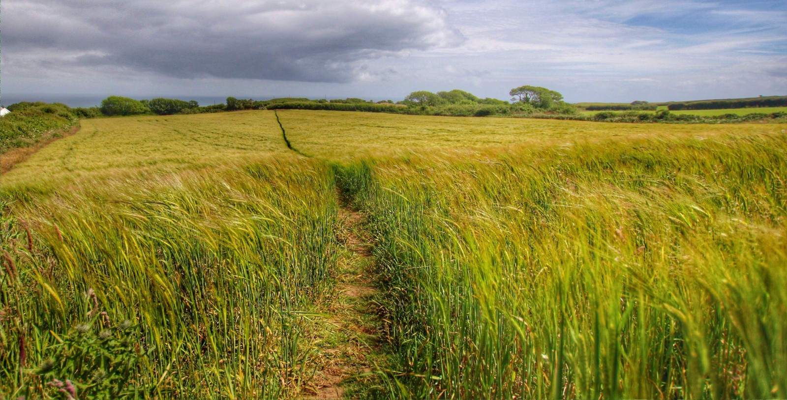 Tapety : krajina, jídlo, rostliny, pšenice, step, lučina, rostlina ...