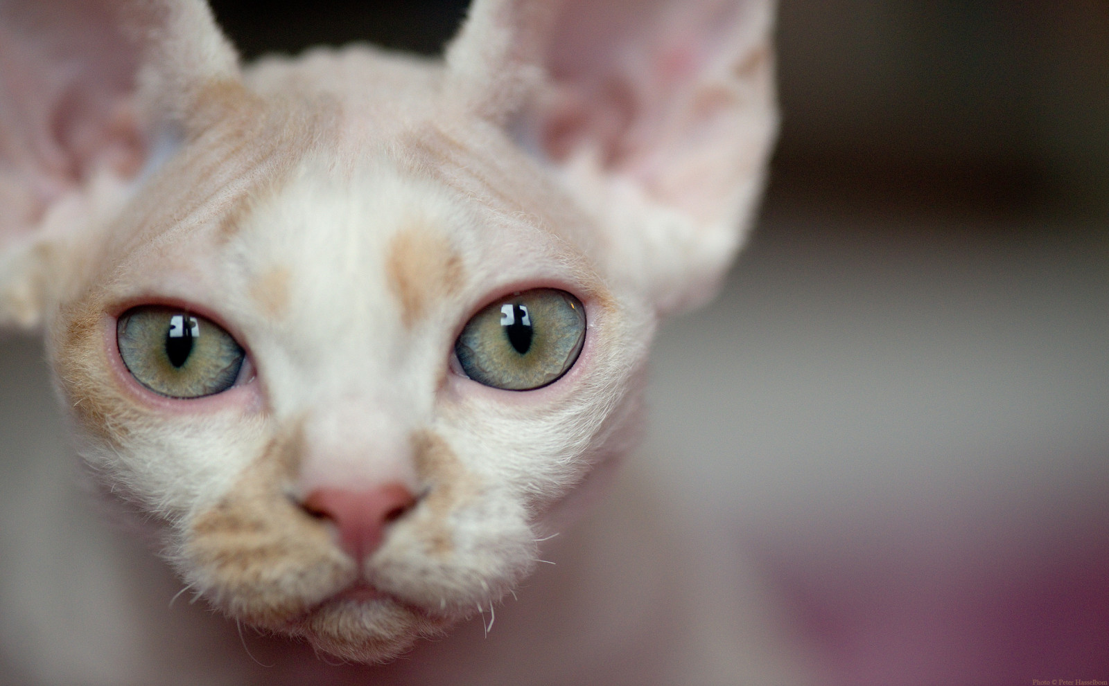 Wallpaper : potret, anak kucing, kepala, Devonrex, 18weeksold 2421x1500 ...