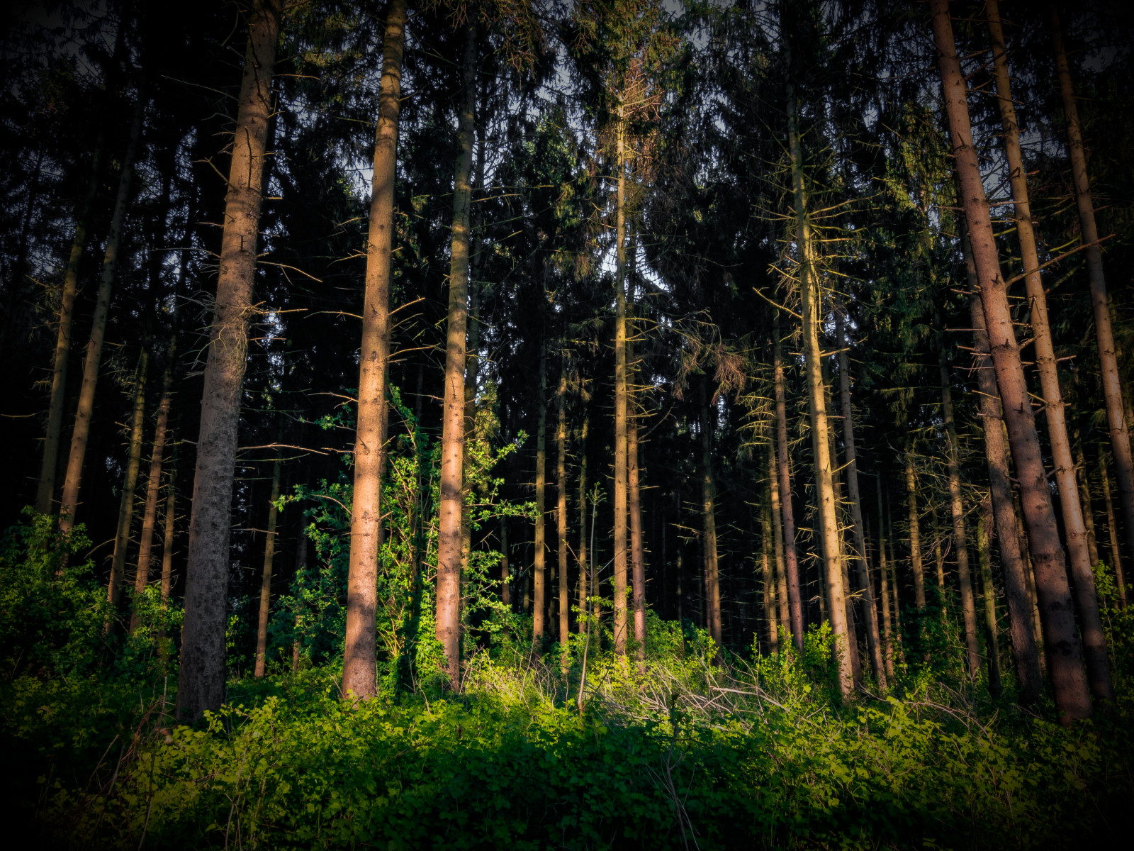 Sfondi : spruce fir forest, ecosistema, bosco, albero, temperata ...