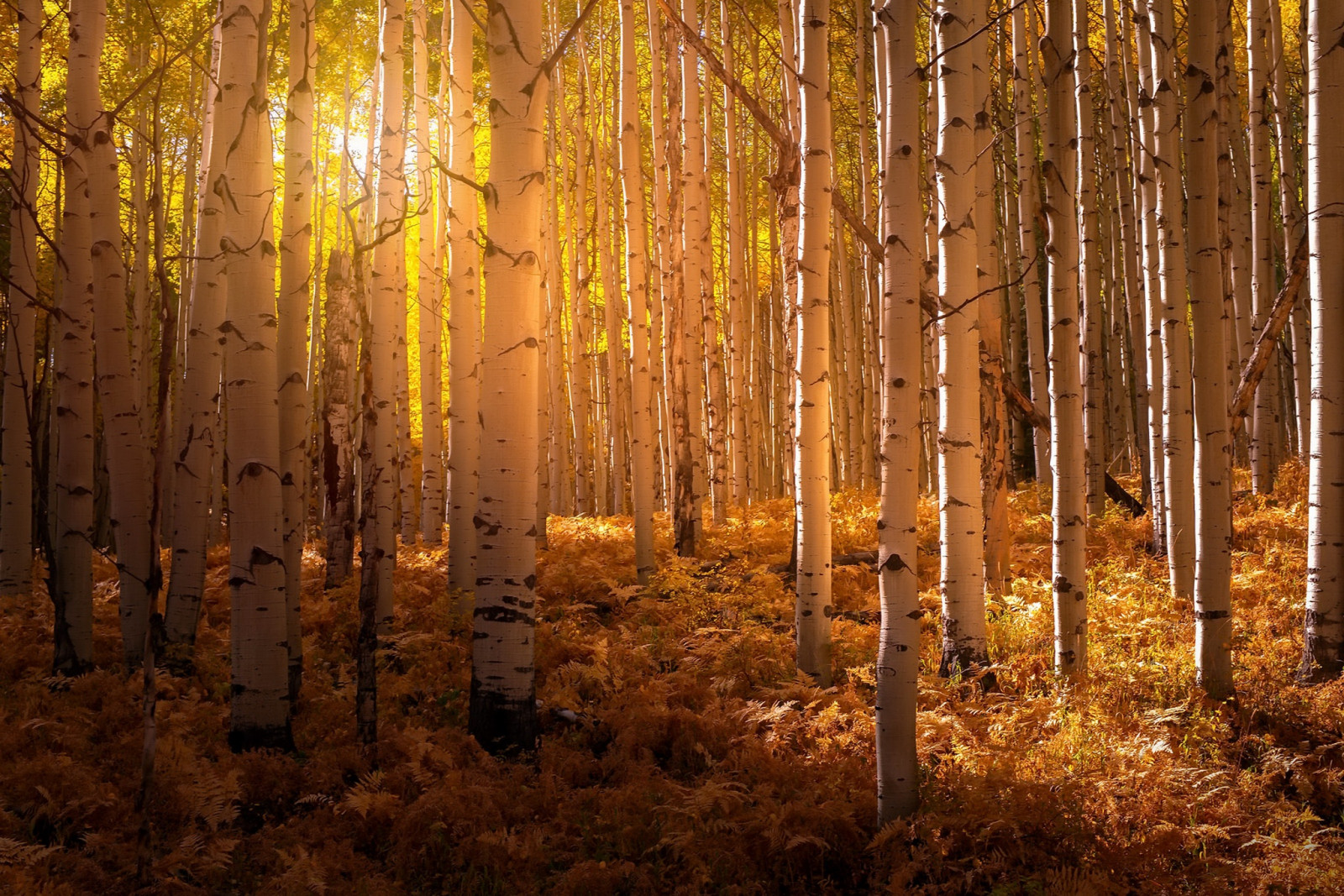 Wallpaper : birch, plants, sunlight, outdoors, trees 2048x1366 ...