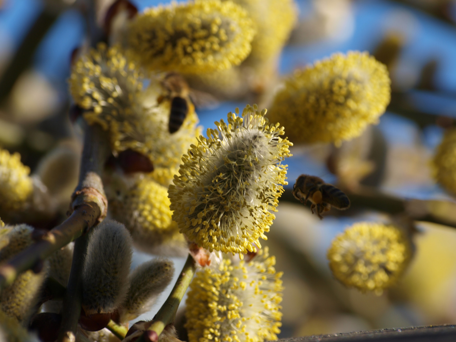 Wallpaper : food, nature, branch, yellow, pollen, blossom, spring, 2012 ...