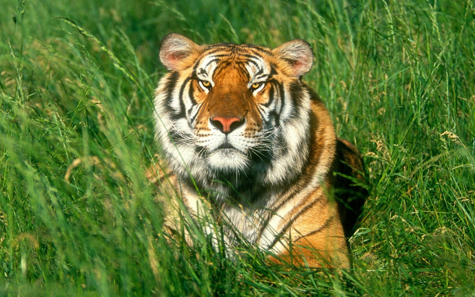 Bakgrundsbilder : tiger, gräs, stor katt, liggande 1920x1200 ...