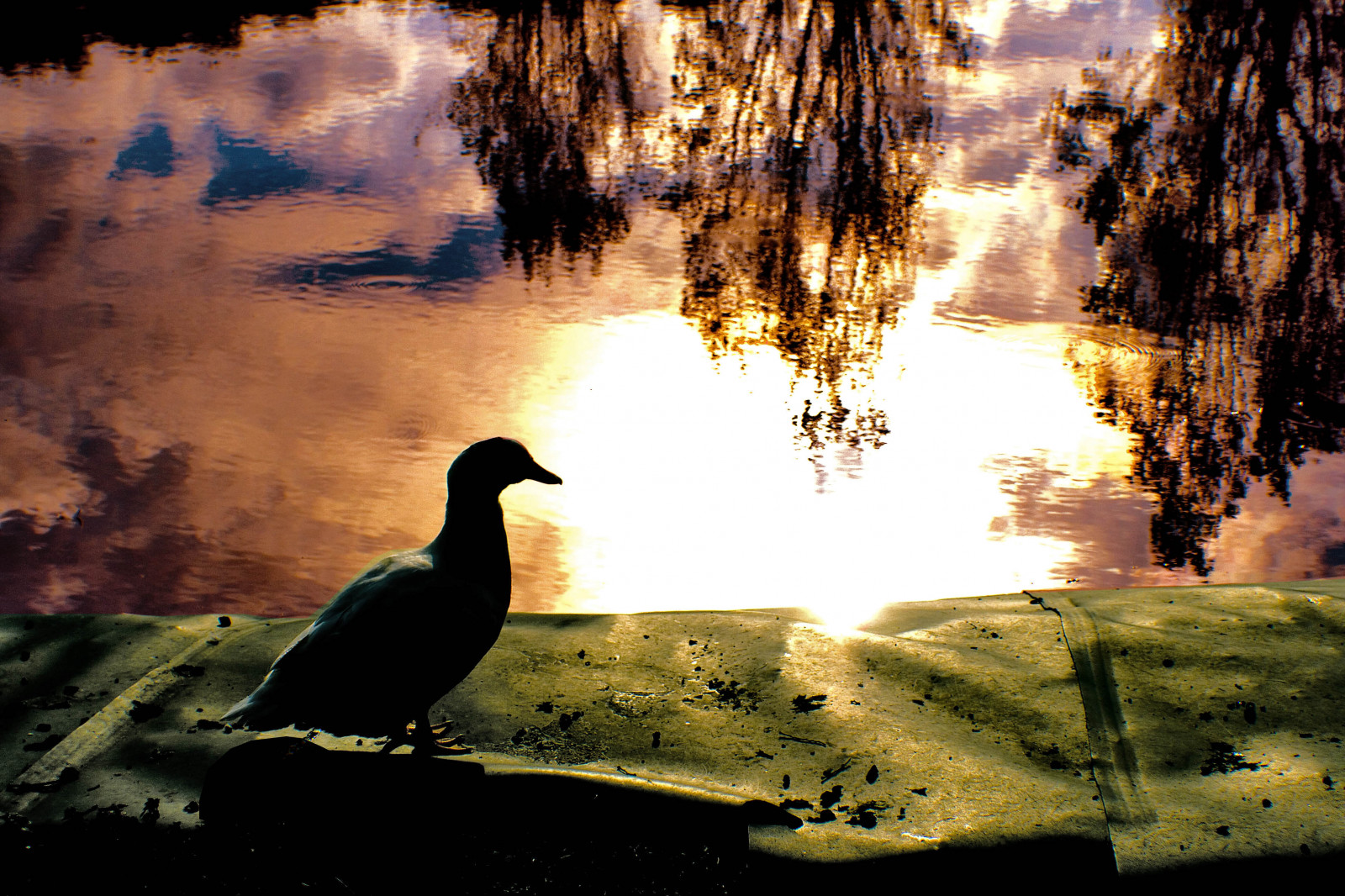 Wallpaper : wood, sunset, Italy, plants, Sun, lake, bird, animal ...