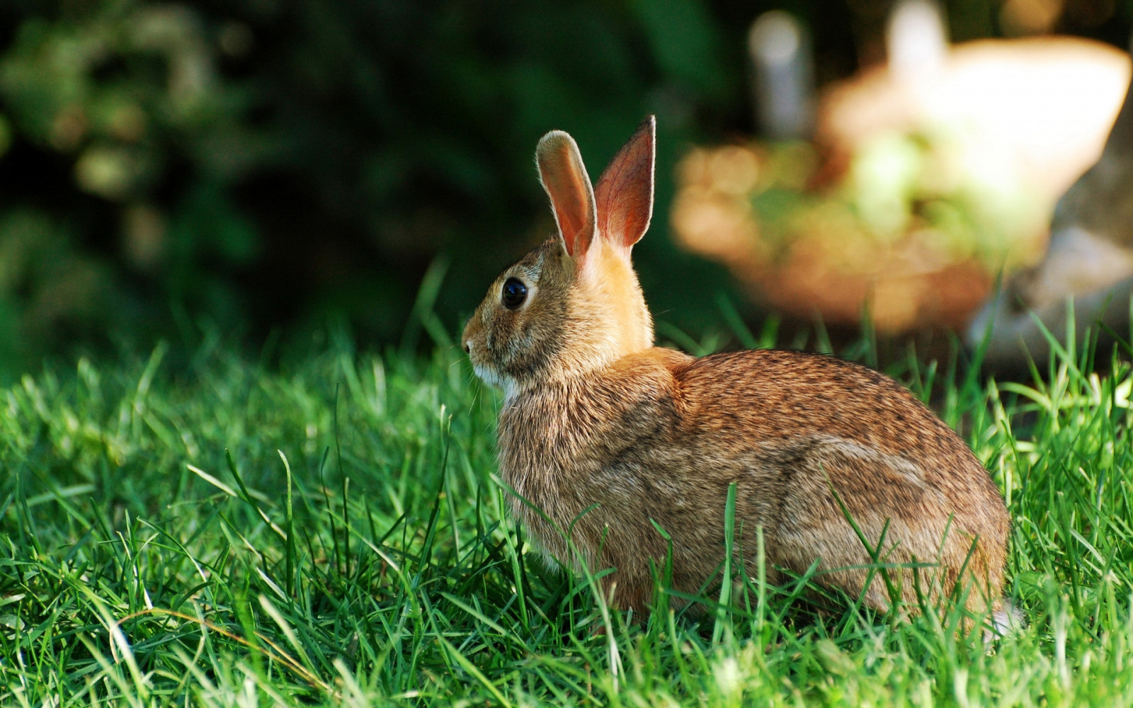 Wallpaper : rabbit, striped, grass, back 1920x1200 - - 1088547 - HD ...