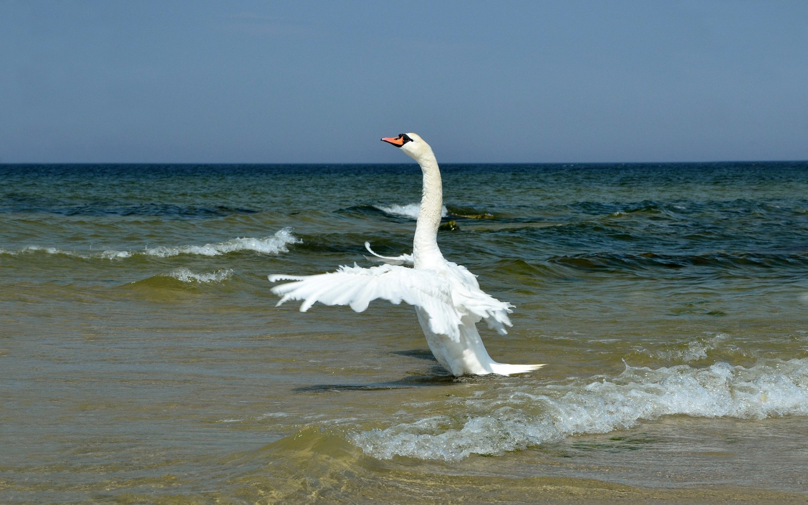 Wallpaper : sea, animals, birds, swan 1920x1200 - WallpaperManiac ...