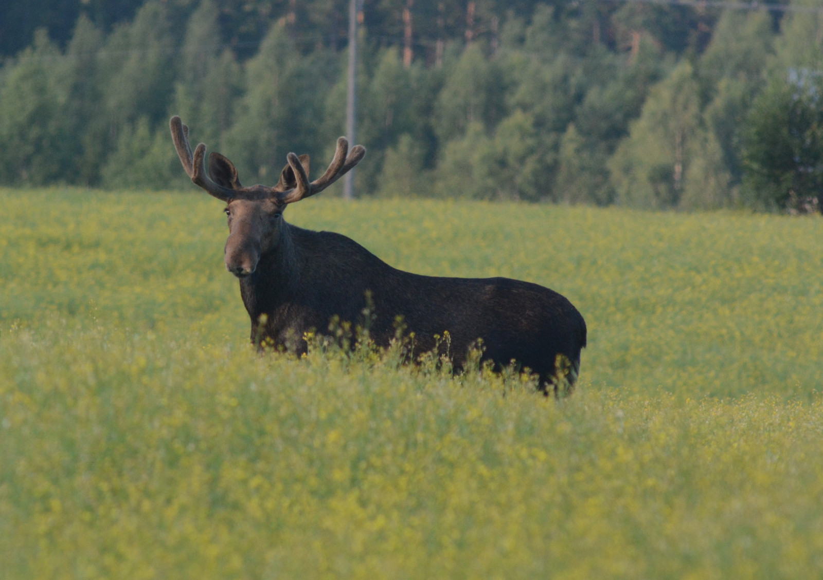 Wallpaper : alam, bidang, tanduk, margasatwa, Taman Nasional, rusa ...