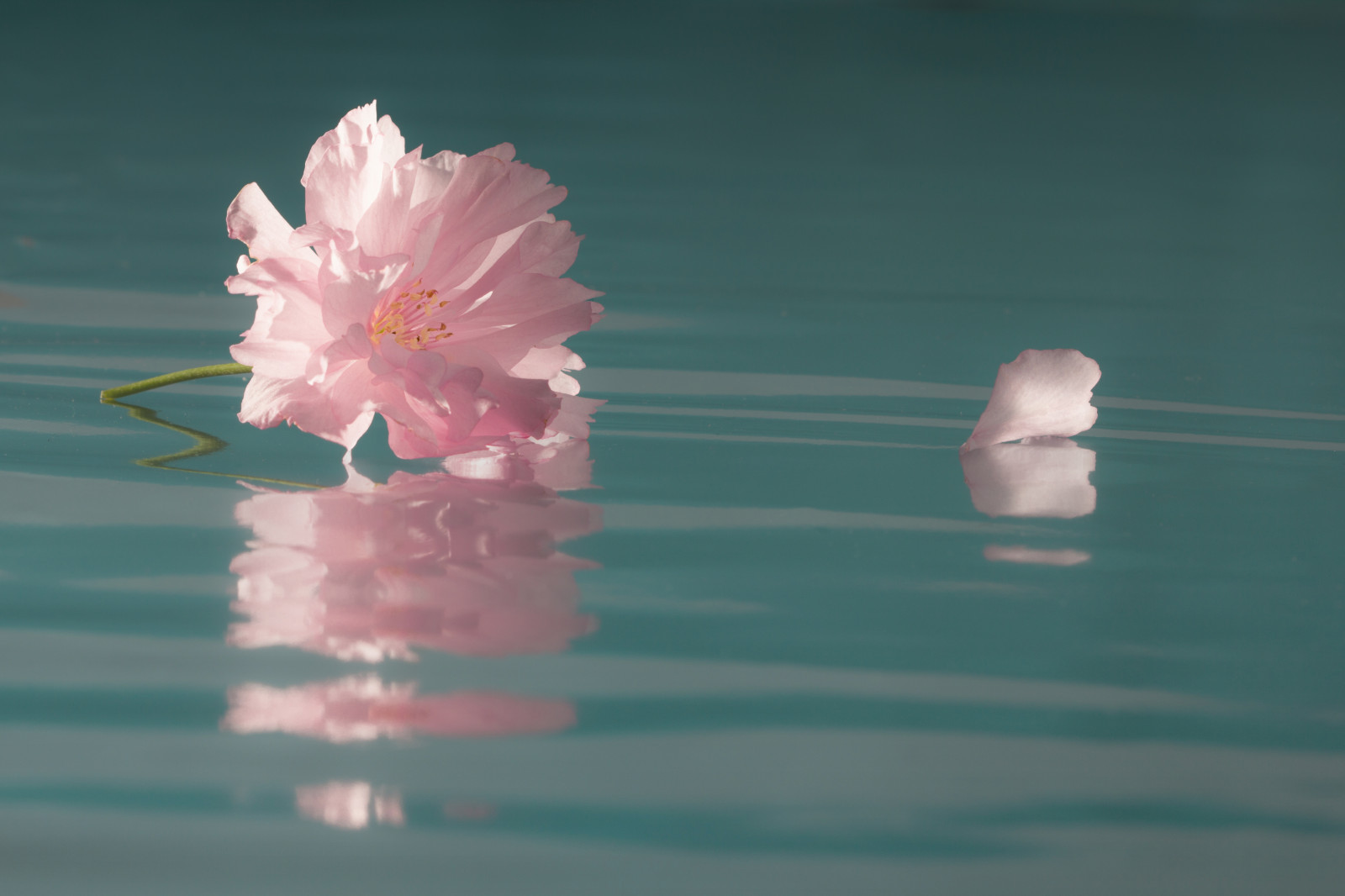 Wallpaper : pink, flower, reflection, water, cherry, blossom 5184x3456 ...