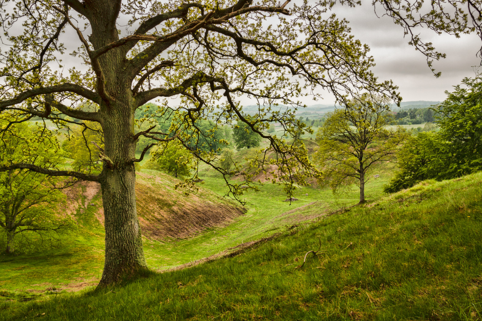 Wallpaper : trees, landscape, Denmark, tr er, ulrich, danmark, faaborg ...