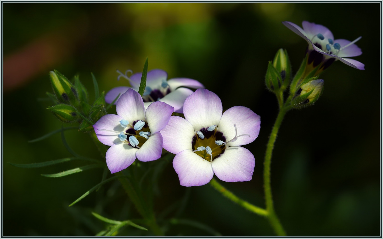 배경 화면 : Gilia, 꽃들, 야생화, 랭커스터, 시그마 105, 닫다, 매크로, 보케, 자, 푸른, 블루 폴렌, 캘리포니아 ...