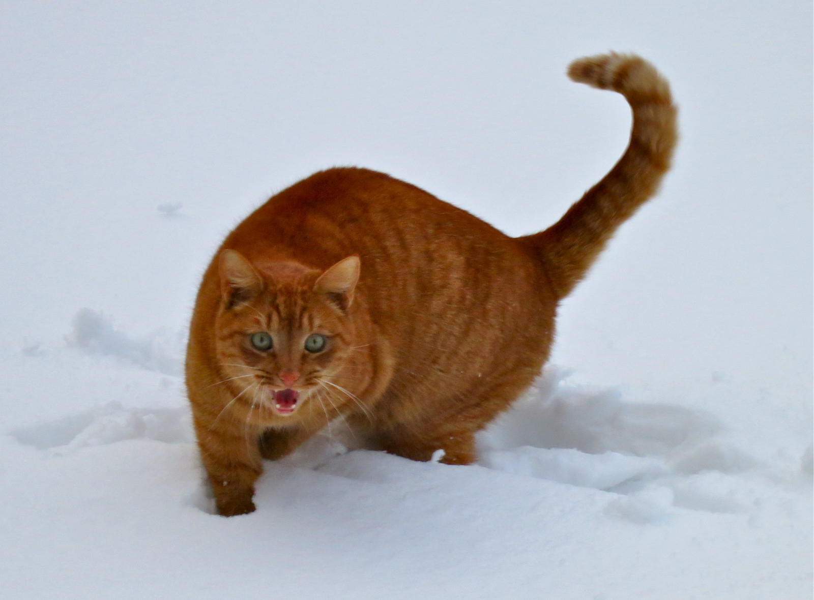 Wallpaper : tail, snow, winter, tiger, wildlife, fur, whiskers, fauna ...