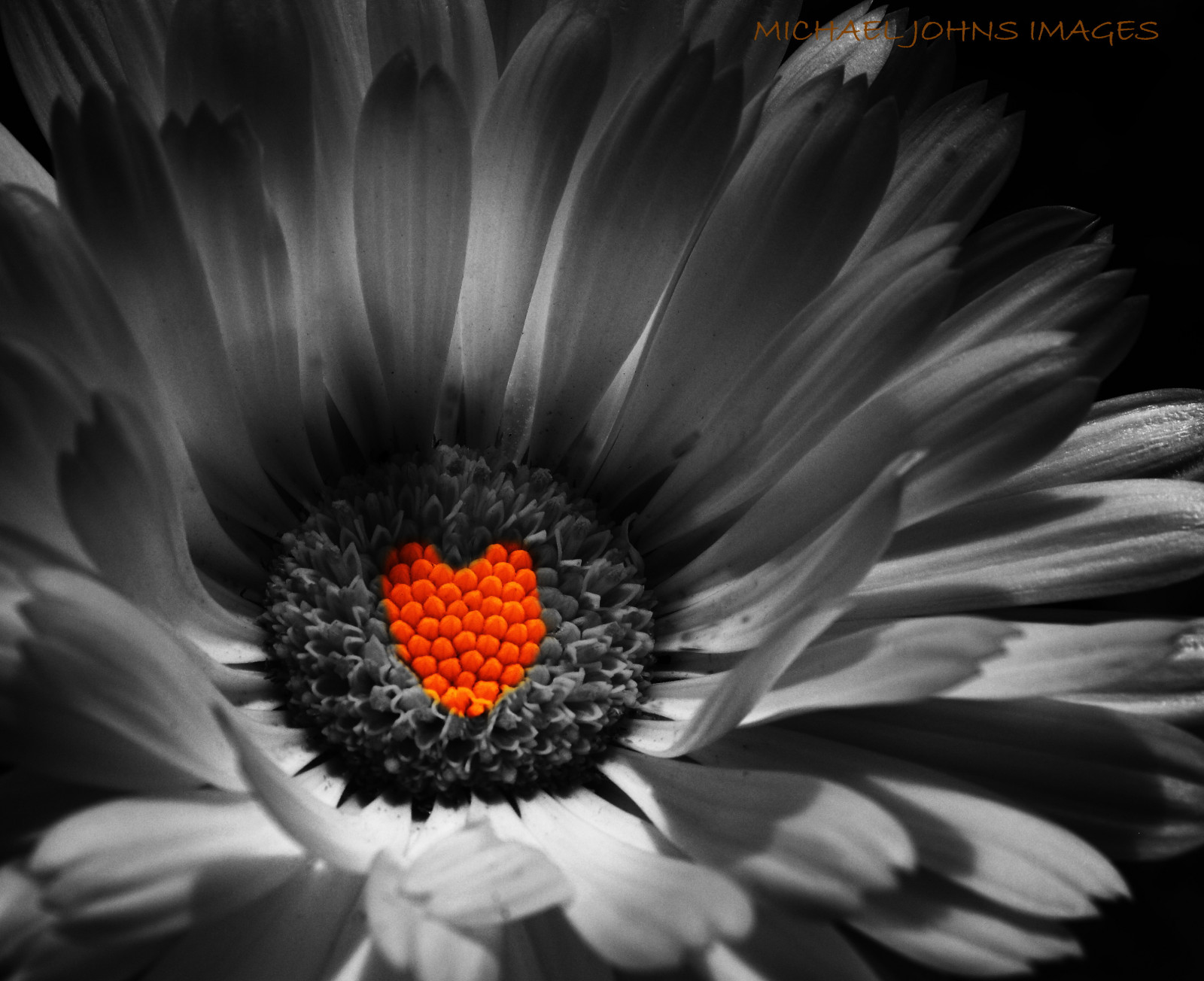 배경 화면 대조 검은 단색화 추상 애정 사진술 정경 꽃잎 보케 감정 미술 아름다운 섬세한 그림자 플리커 탐험하다 깜박 거림 플로라 색깔