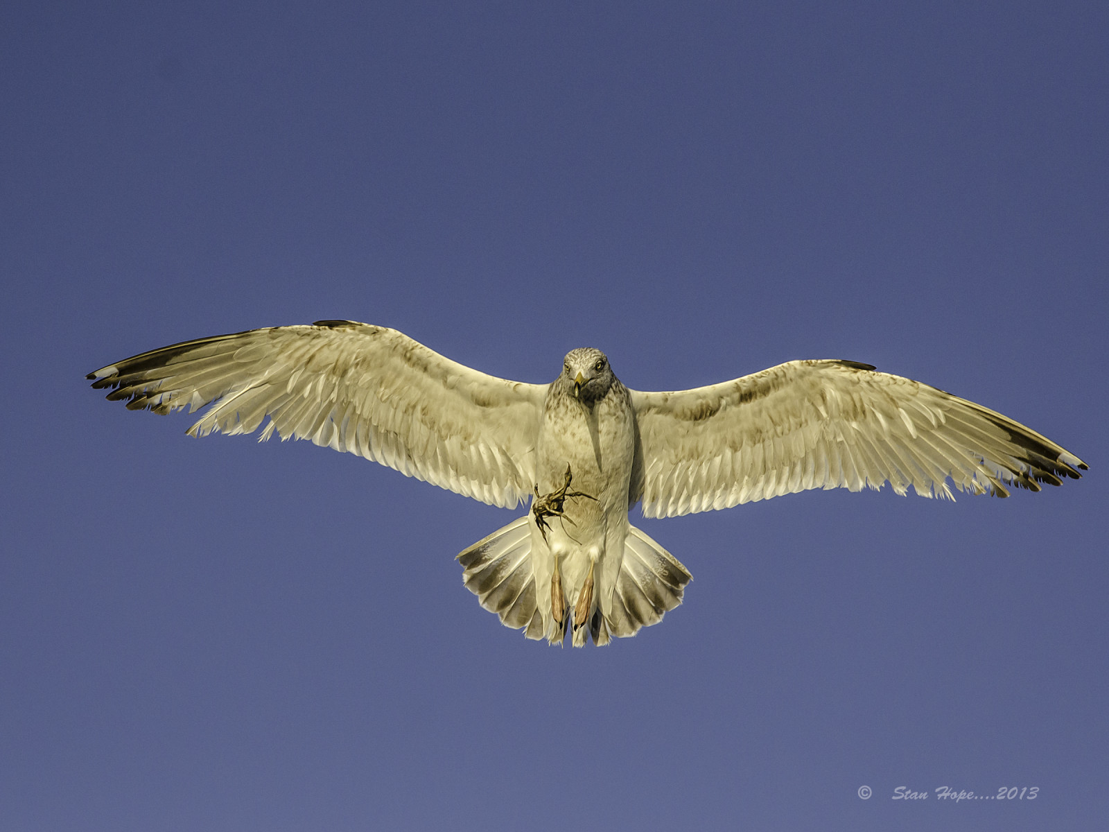Imagini de fundal : faună, cer, cioc, aripă, pasăre de pradă ...