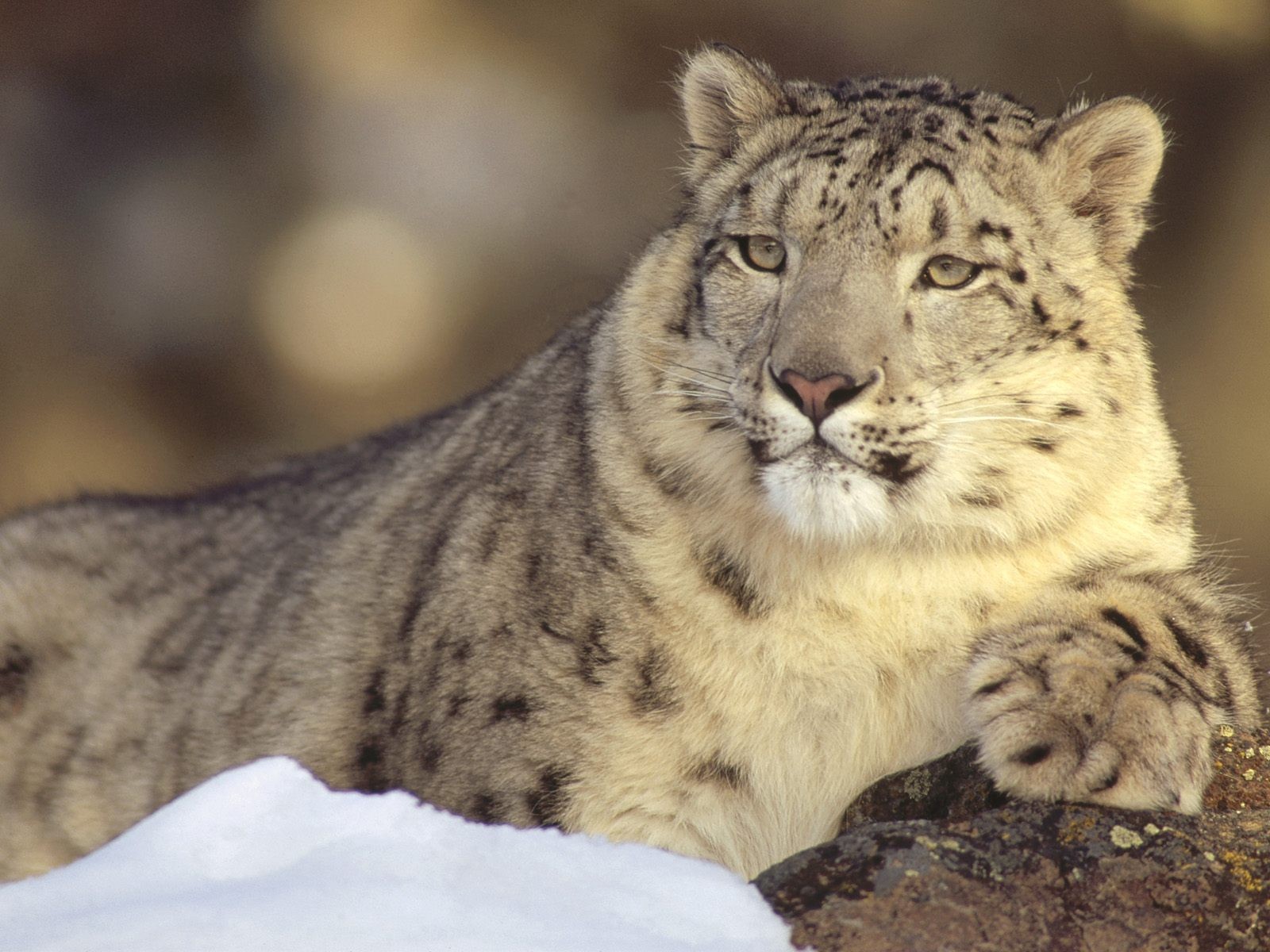 Wallpaper : margasatwa, kucing besar, cambang, macan tutul salju, Macan ...