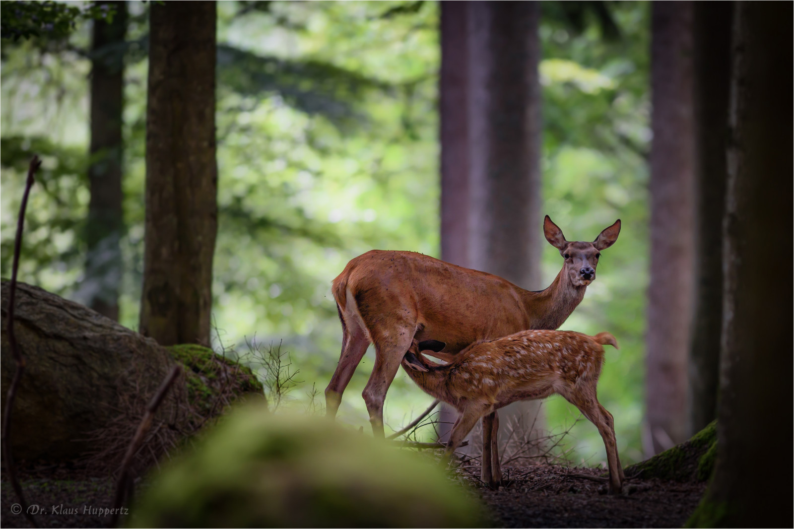 Bakgrundsbilder : vilda djur och växter, fauna, däggdjur, organism ...